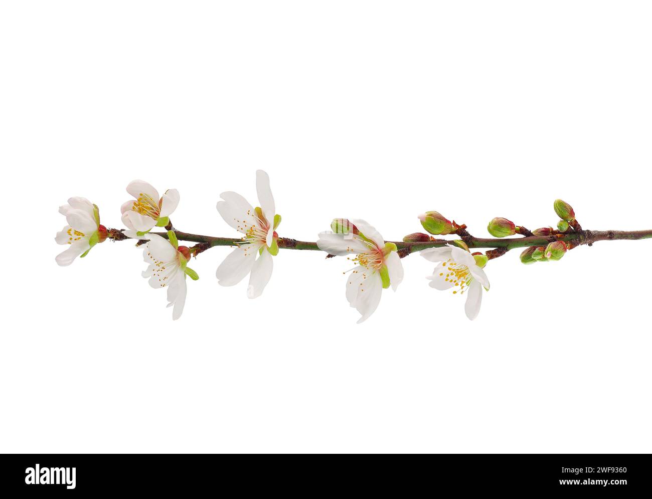 Prunus dulcis flower isolated Cut Out Stock Images & Pictures - Alamy