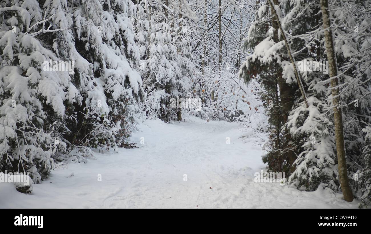 Snow-Covered Forest Path in Winter Wonderland, Switzerland Stock Photo - Alamy
