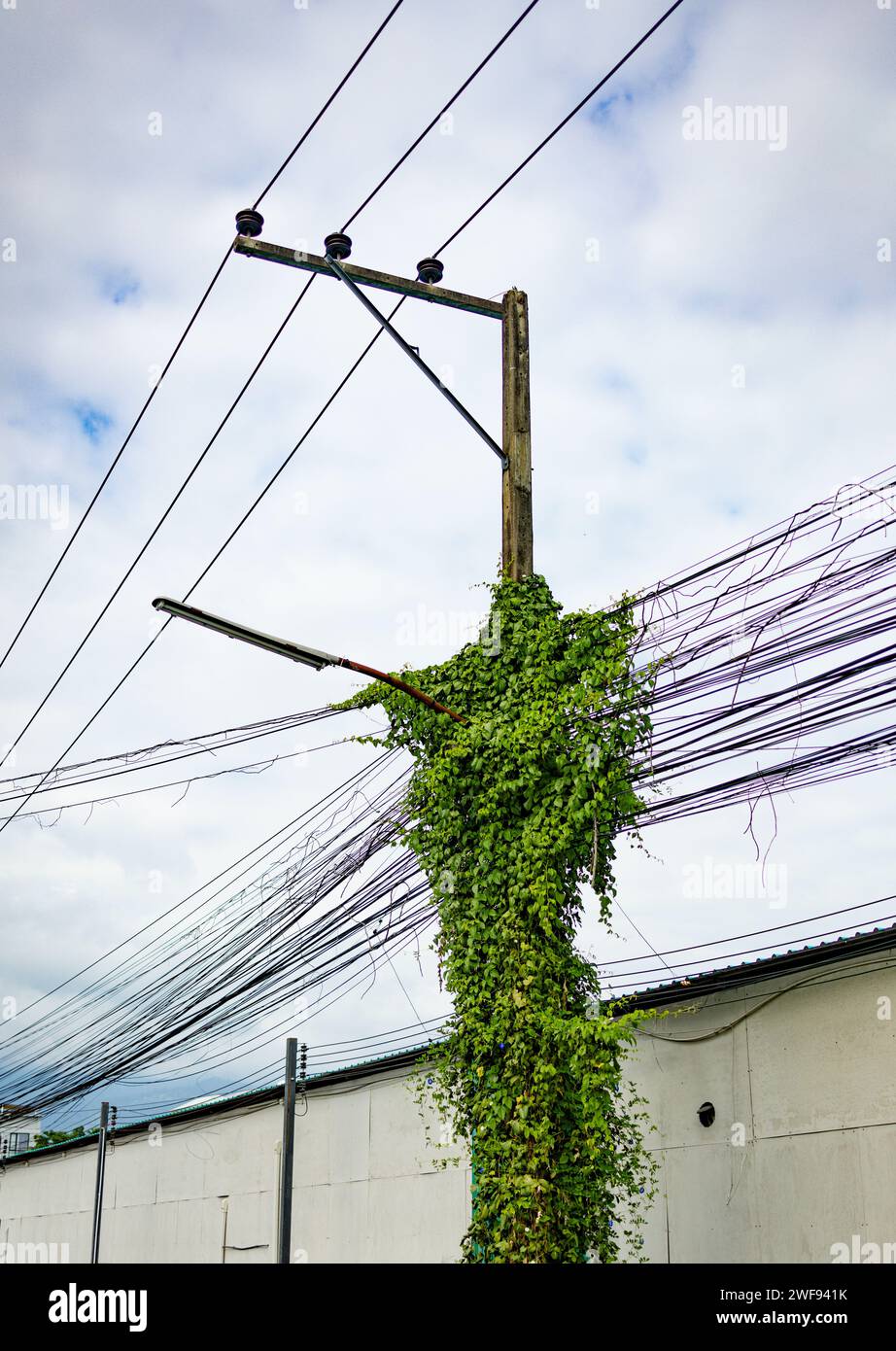 A light pole surrounded by lush vines stands at a busy street corner ...