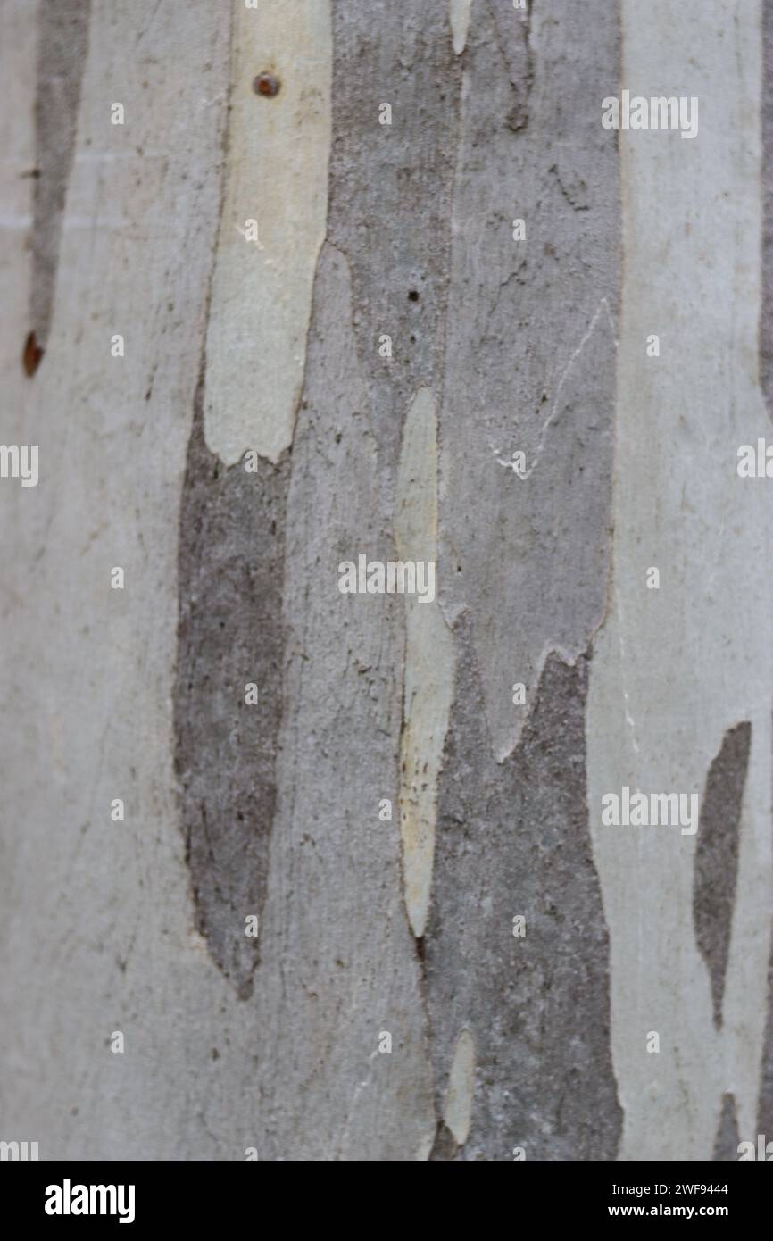 Eucalyptus bark hi-res stock photography and images - Alamy