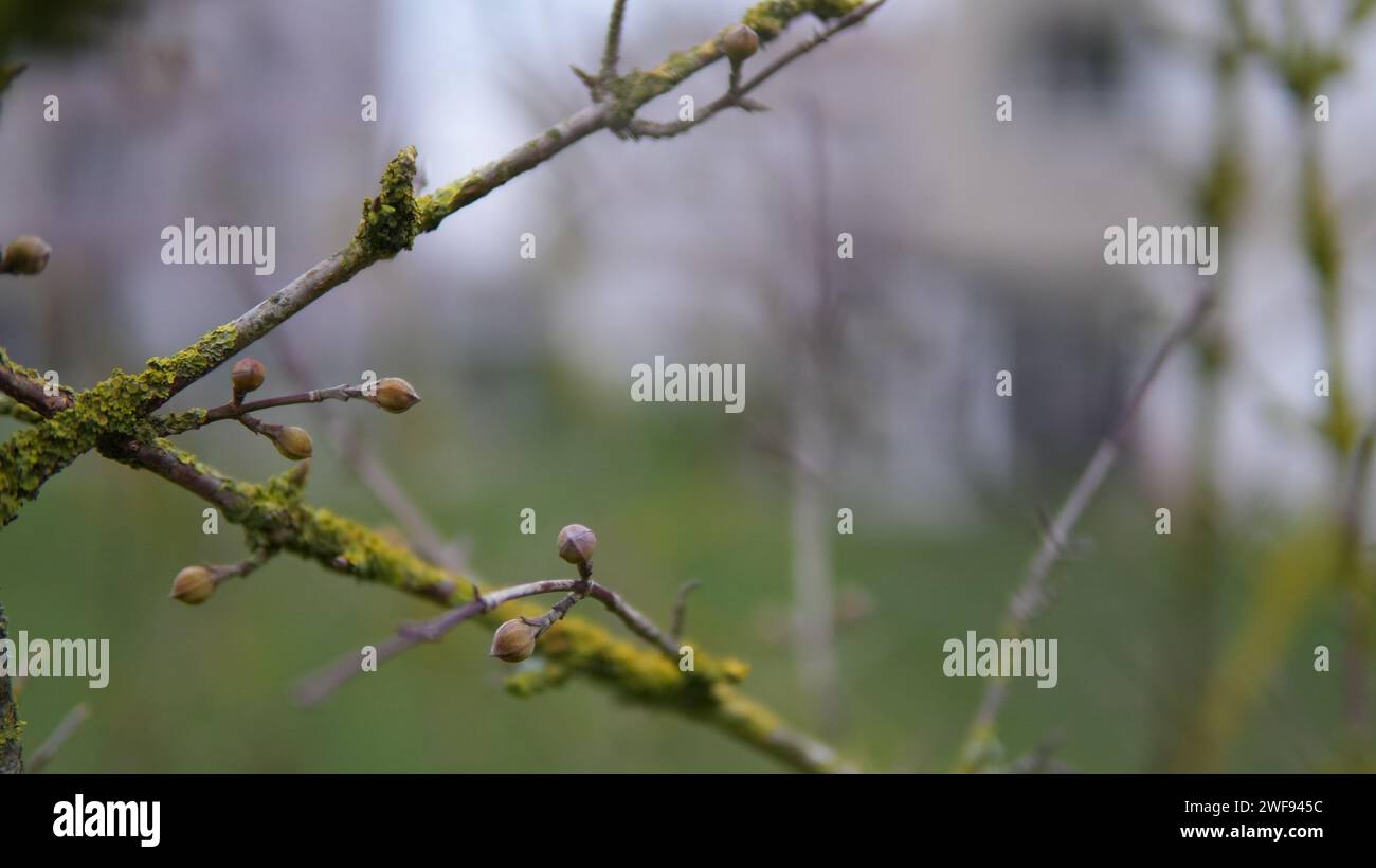 Awakening nature early spring young hi-res stock photography and images ...