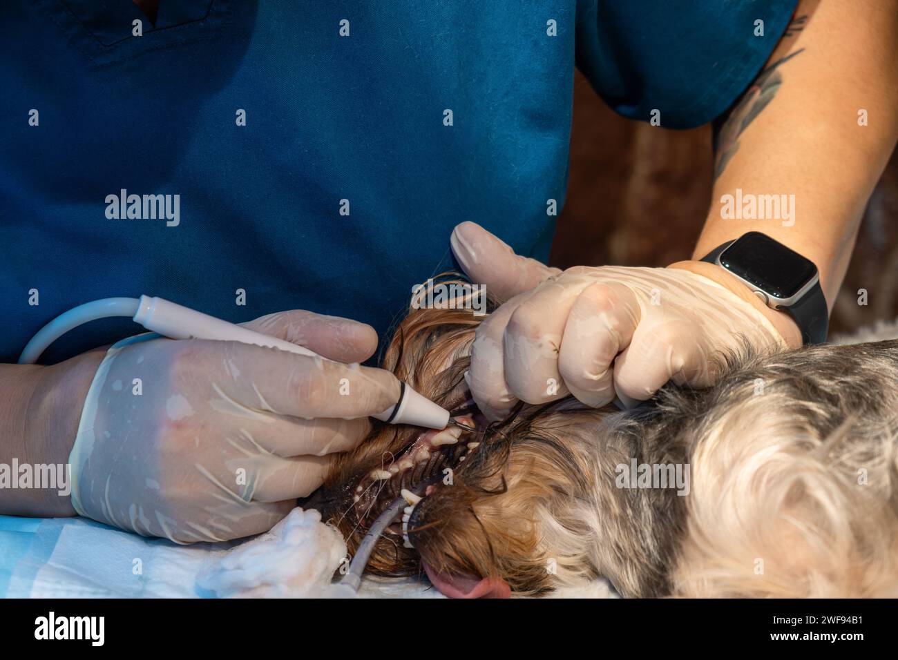 Veterinary dentistry. Dentist surgeon veterinarian treats the teeth of ...