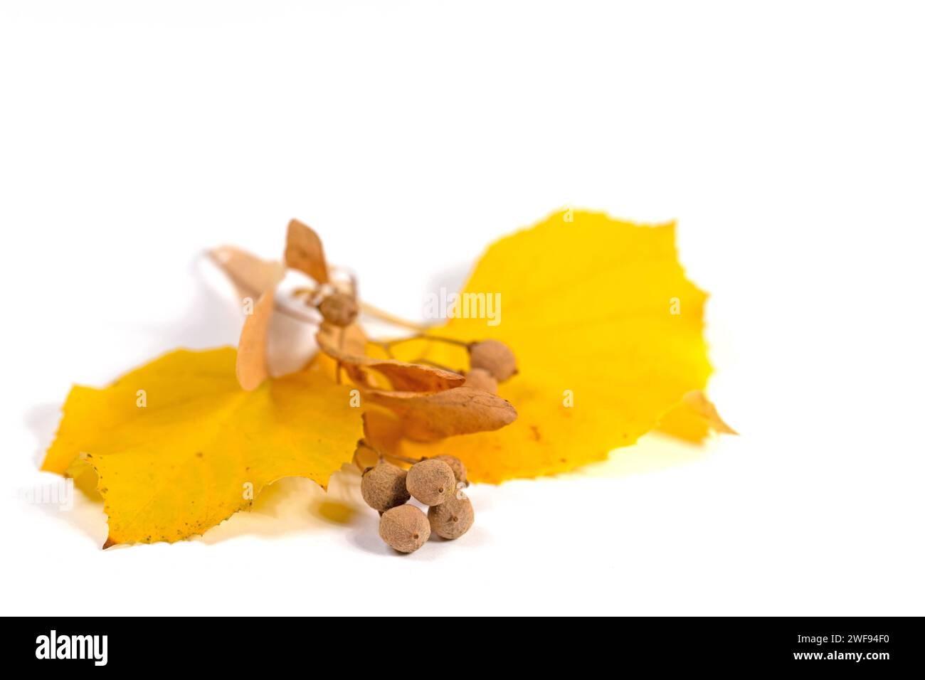 Dried lime tree seed against white background Stock Photo - Alamy