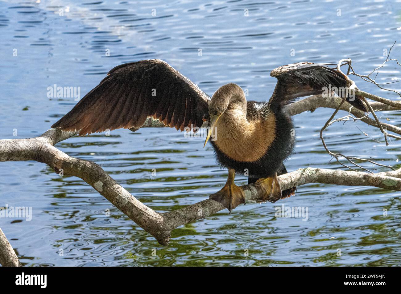 A closeup shot of an anhinga bird taking flight from a branch over a ...