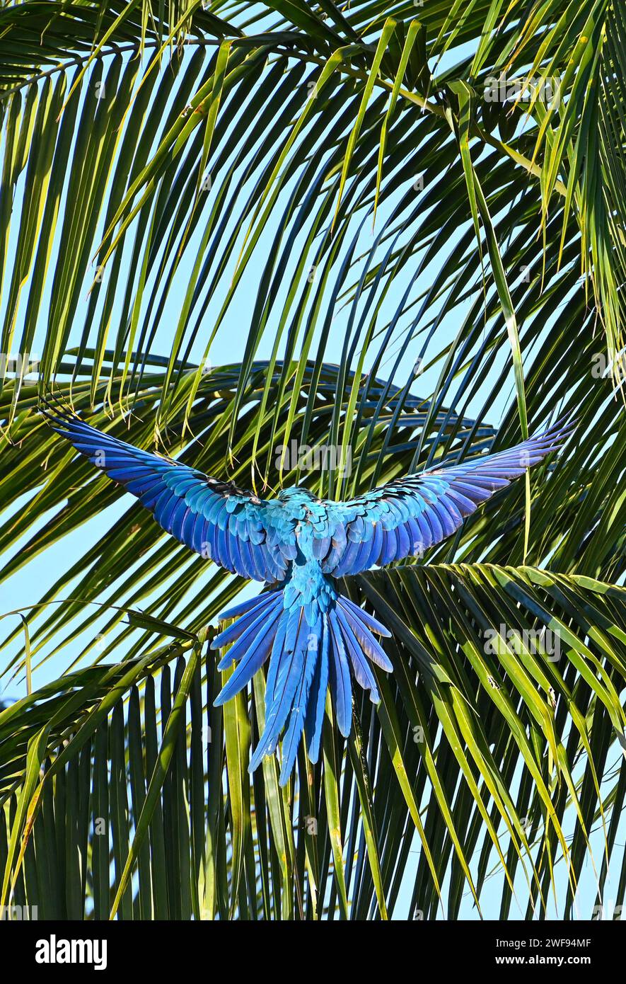 A rear view of a beautiful blue macaw taking flight from a palm tree ...