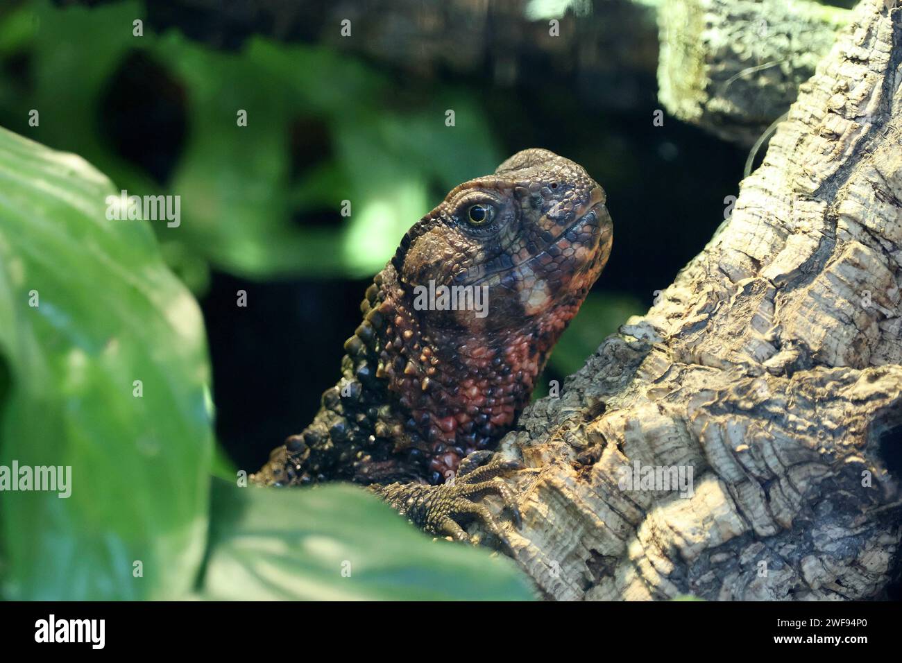 A Chinese crocodile lizard (Shinisaurus crocodilurus) in a lush forest ...