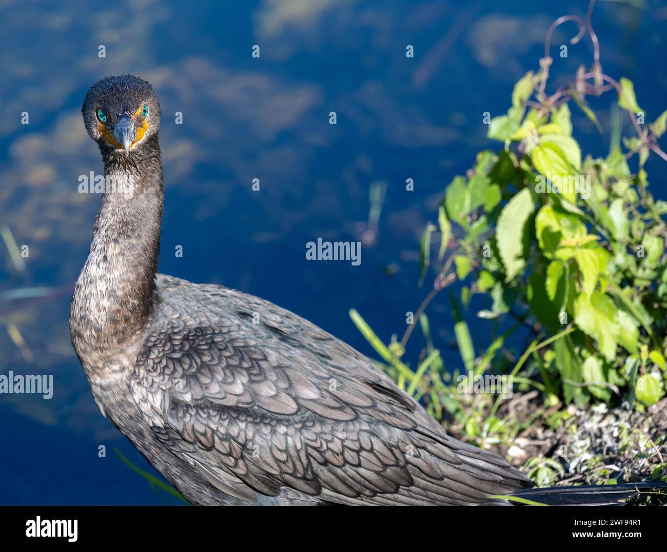 Shag bird hi-res stock photography and images - Alamy