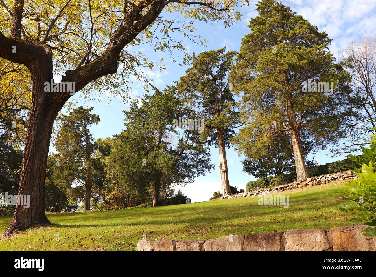 Beautiful Trees on Grassy Hill Stock Photo - Alamy