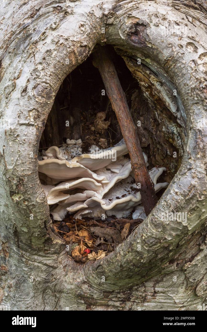 White flat mushroom growth inside cavity of sawed off branch on ...