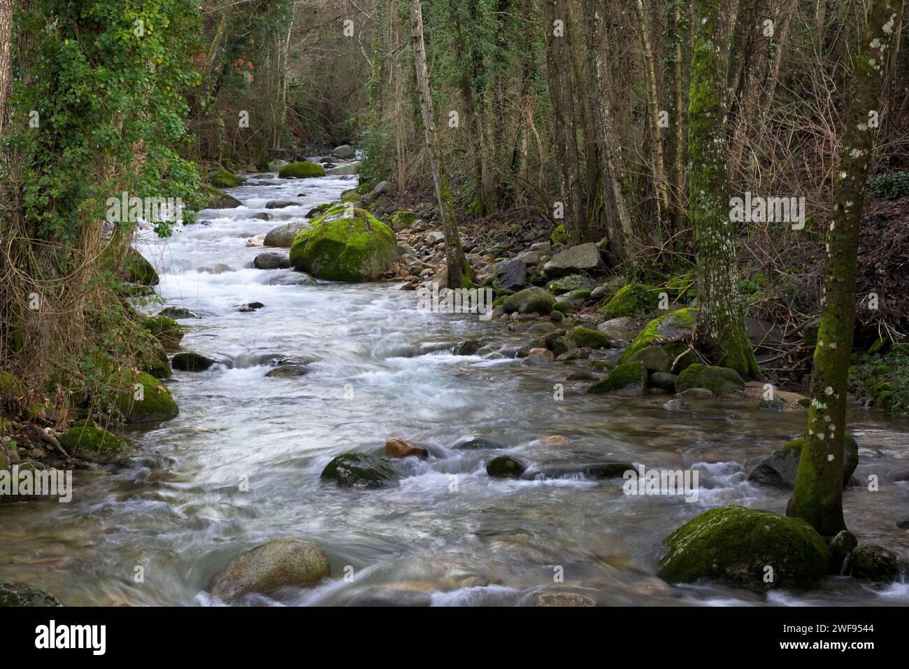 Ambroz mountain river running fast through a gallery of trees ...