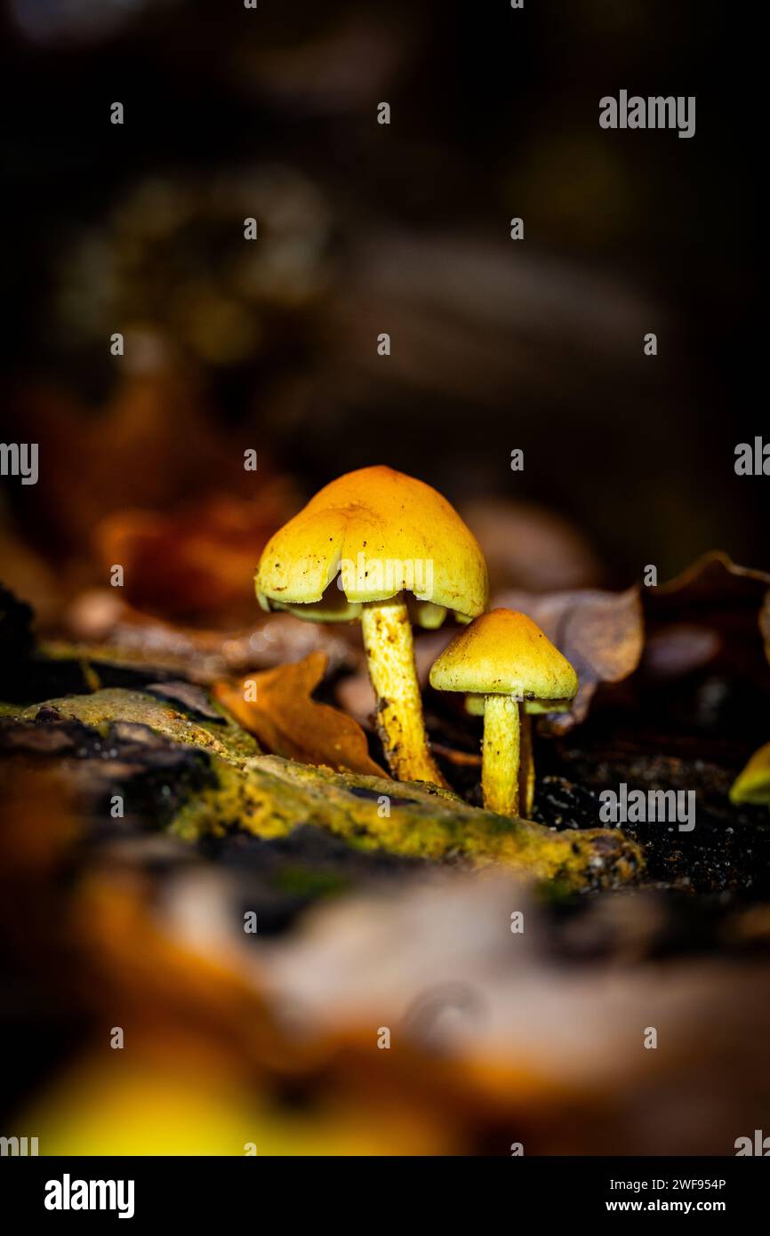 Forest matter hi-res stock photography and images - Alamy