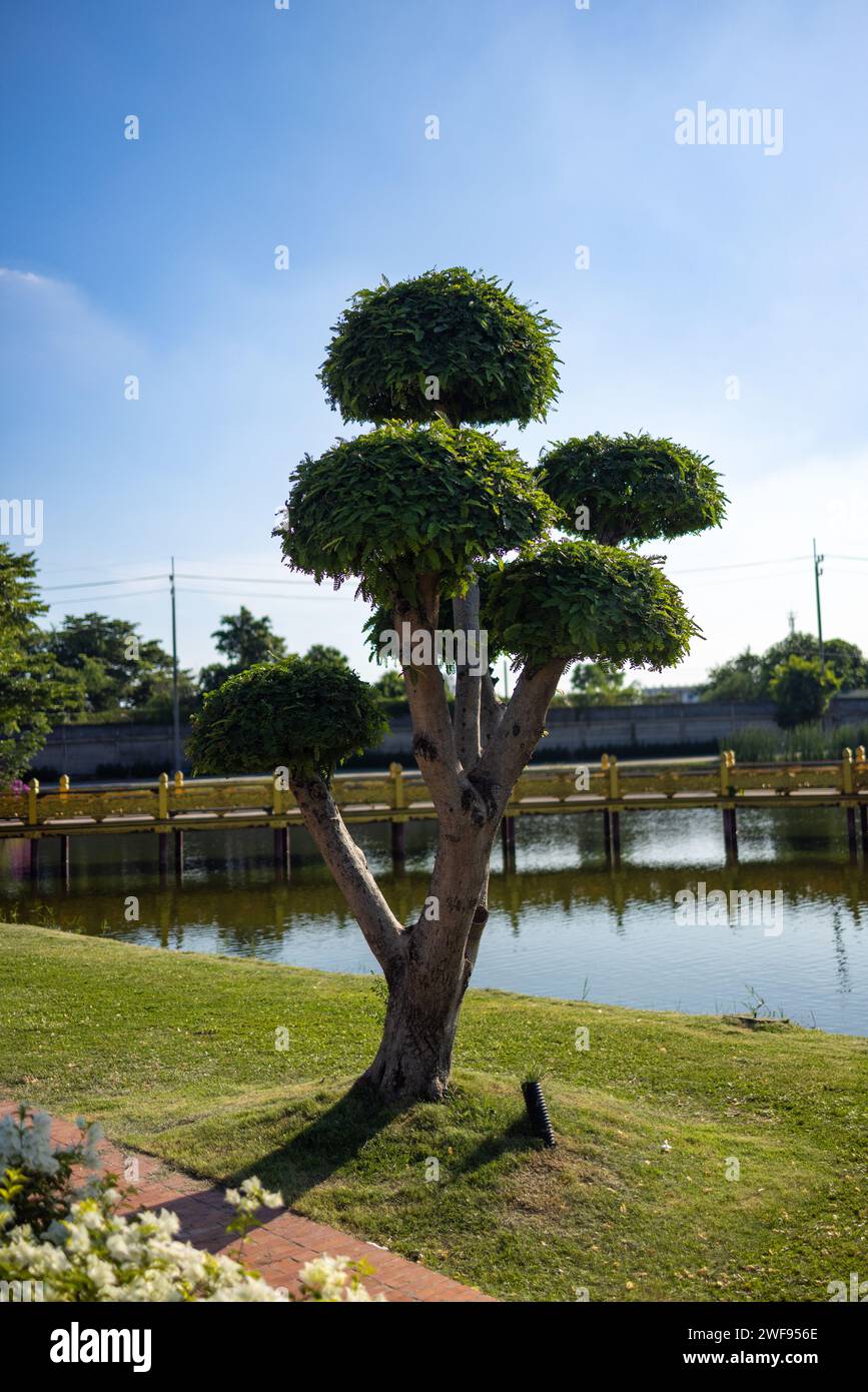 Tree with spreading branches hi-res stock photography and images - Alamy