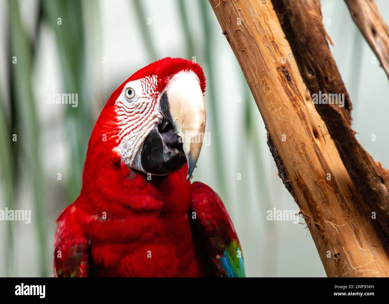 Striking Red-and-Green Macaw, Ara chloropterus, soaring through the ...