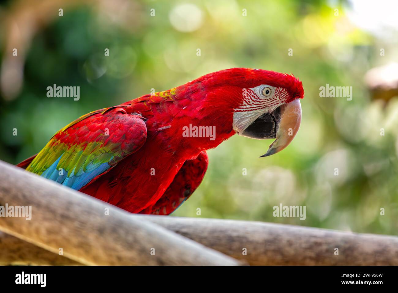 Striking Red-and-Green Macaw, Ara chloropterus, soaring through the ...