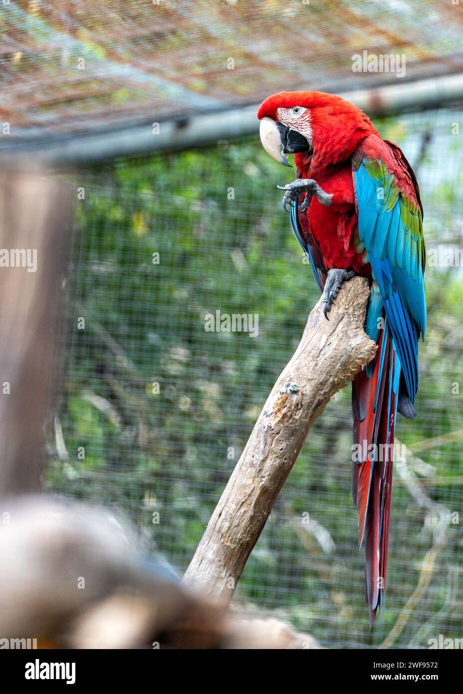 Striking Red-and-Green Macaw, Ara chloropterus, soaring through the ...
