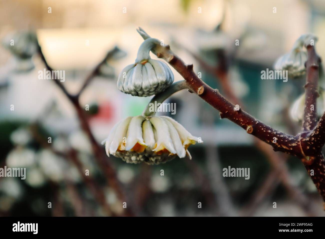 Mitsumata edgeworthia hi-res stock photography and images - Alamy