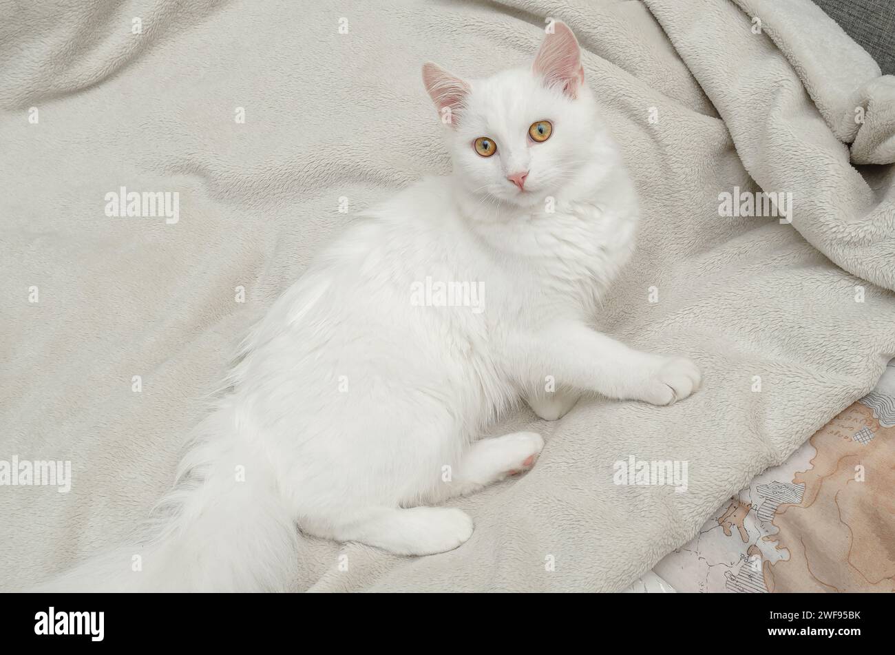 White posh fluffy cat of Turkish Angora breed, lies on the bed Stock ...