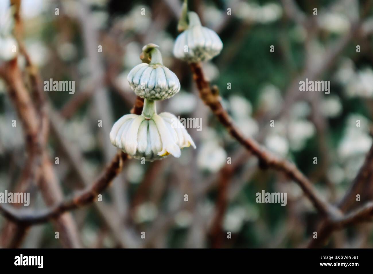 Mitsumata edgeworthia hi-res stock photography and images - Alamy