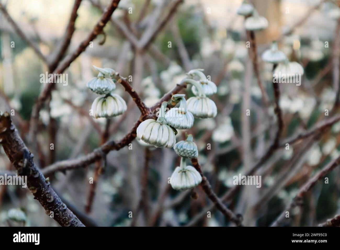 Mitsumata edgeworthia hi-res stock photography and images - Alamy