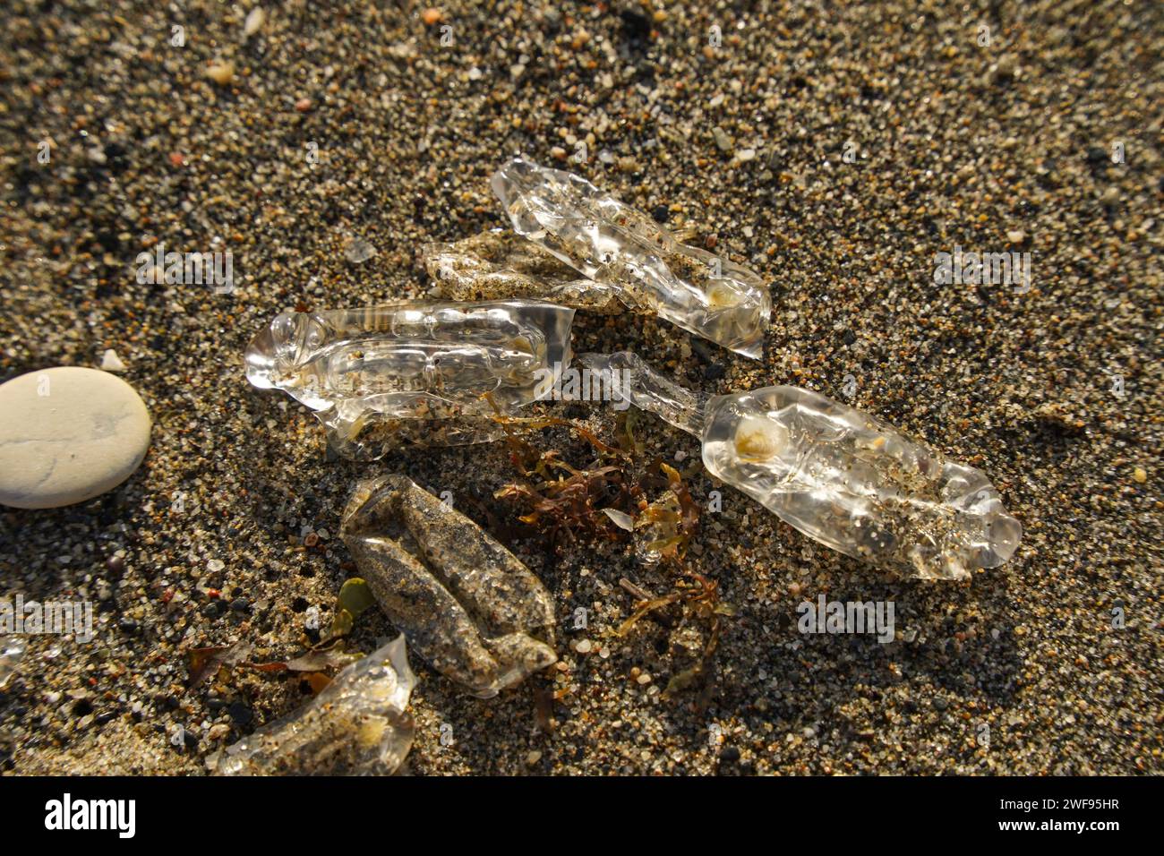 Chain of salp hi-res stock photography and images - Alamy