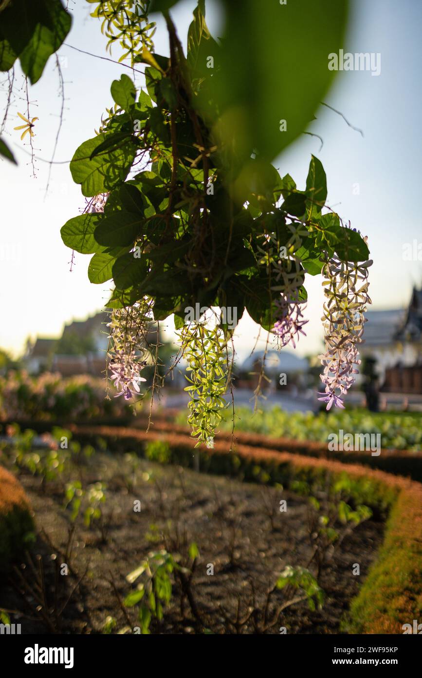 This photo features a purple wreath tree (Petrea volubilis) on a warm ...