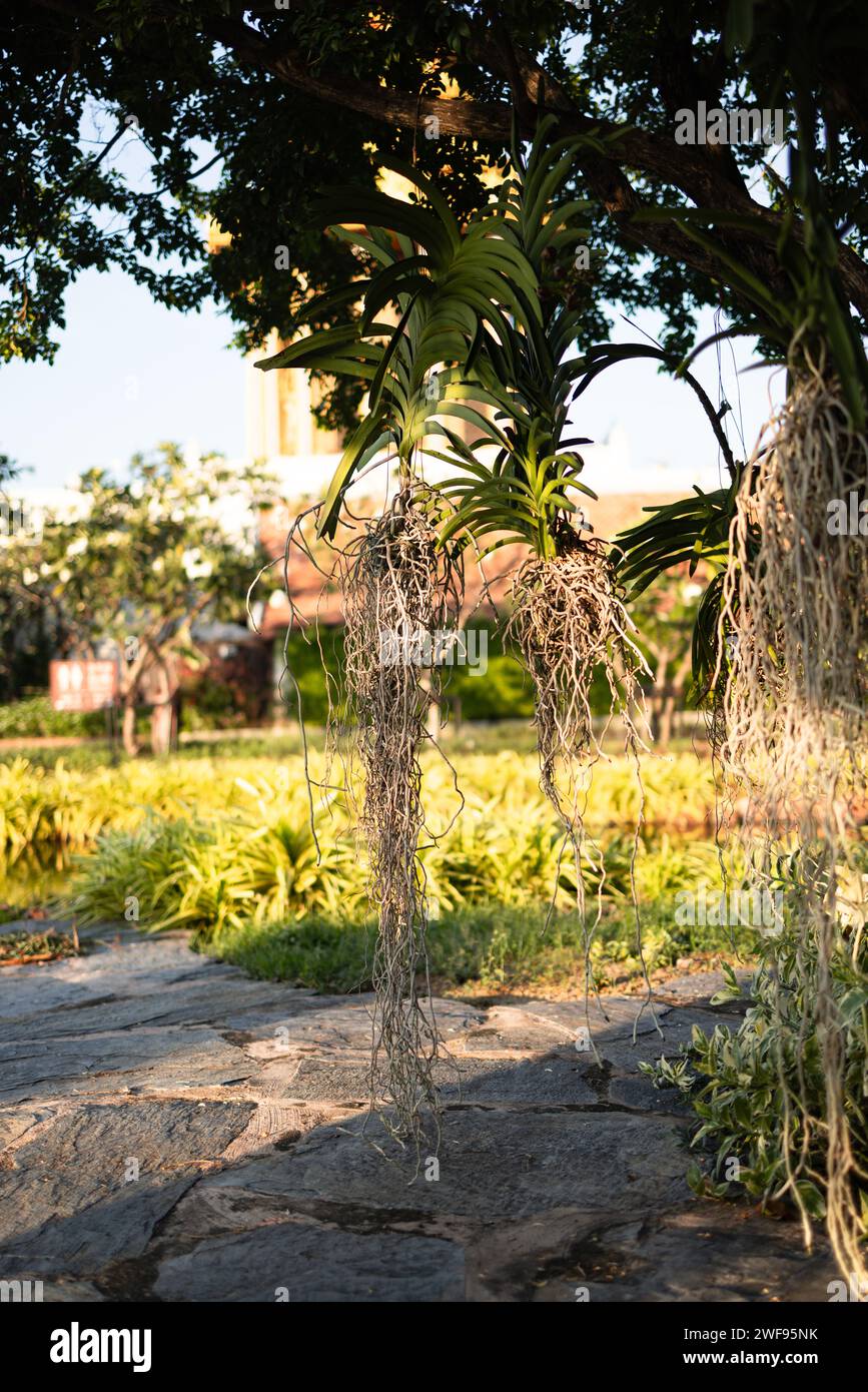 A tall tree with expansive branches growing out of the fertile ground ...