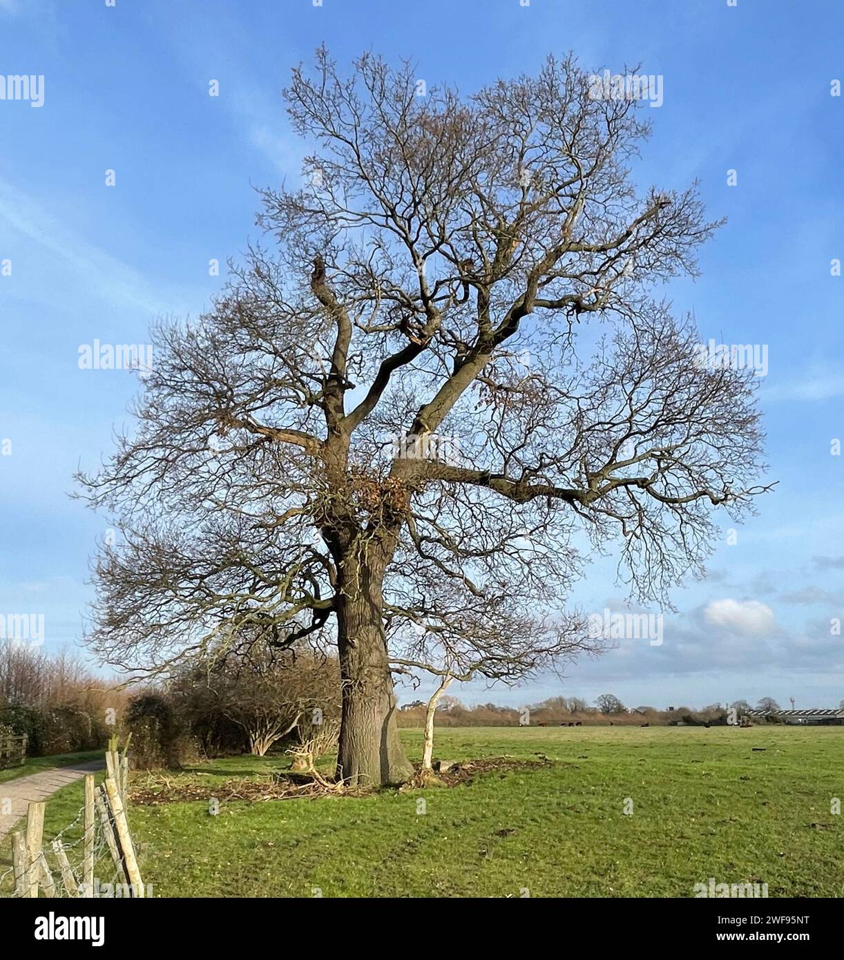 OAK TREE IN WINTER Photo: Tony Gale Stock Photo - Alamy