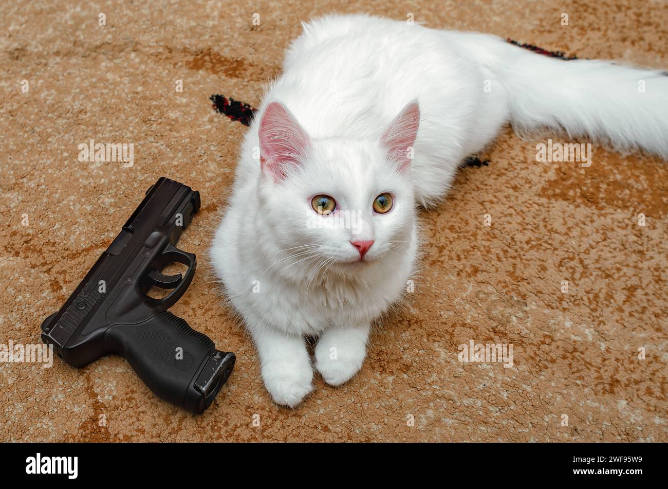 Tactical Guard white Cat on floor near the gun Stock Photo - Alamy
