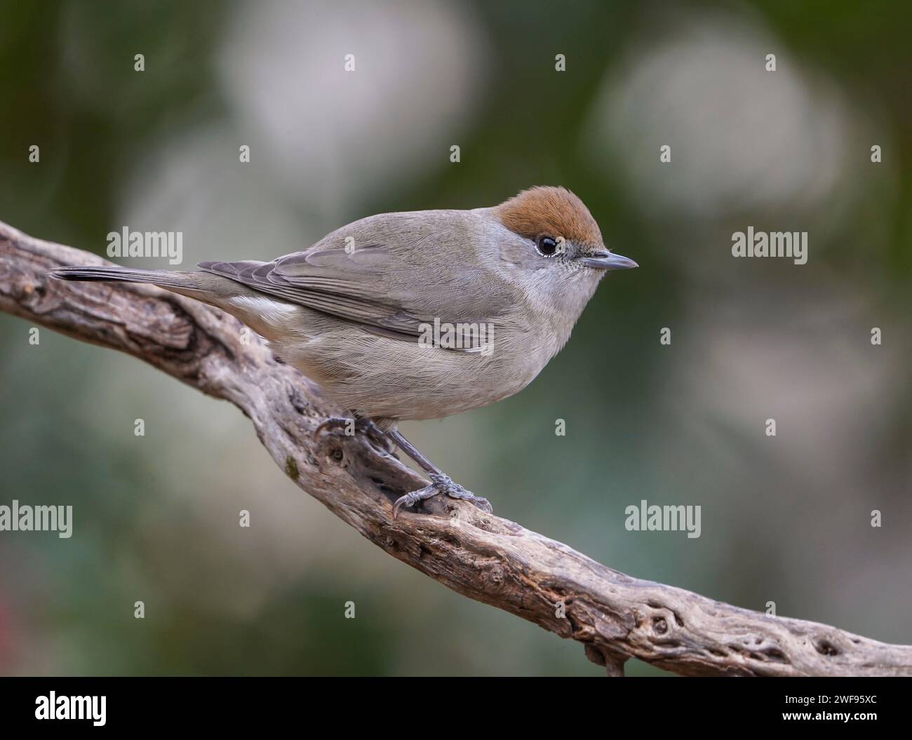 Female Blackcap, (Sylvia atricapilla) female in garden, Spain Stock Photo - Alamy