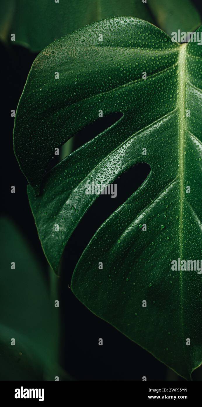 Adam's rib with black background Stock Photo - Alamy