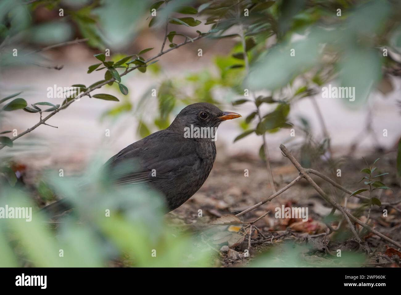 Common garden insects hi-res stock photography and images - Alamy