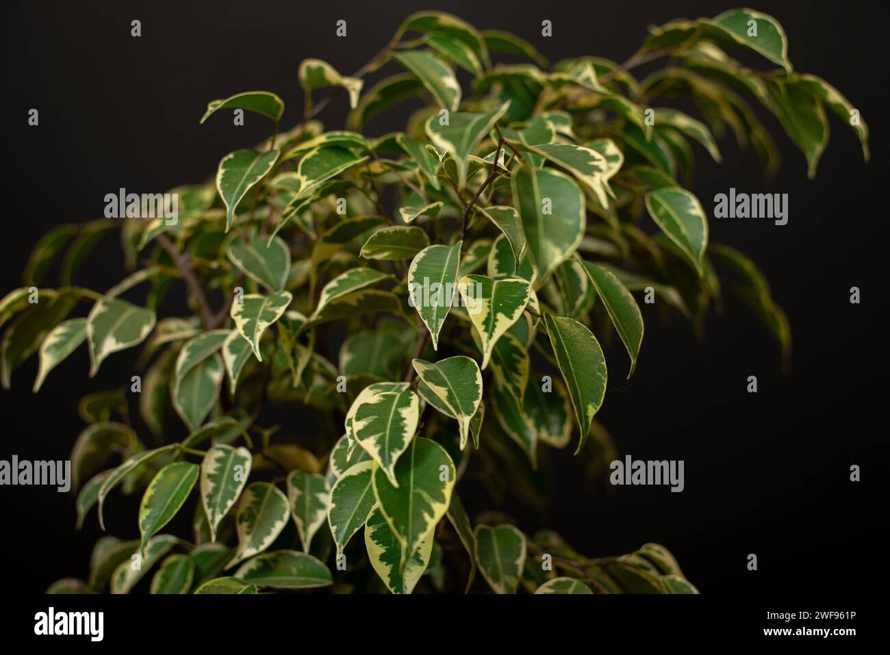 Ficus benjamina Starlight leaves close up Stock Photo - Alamy