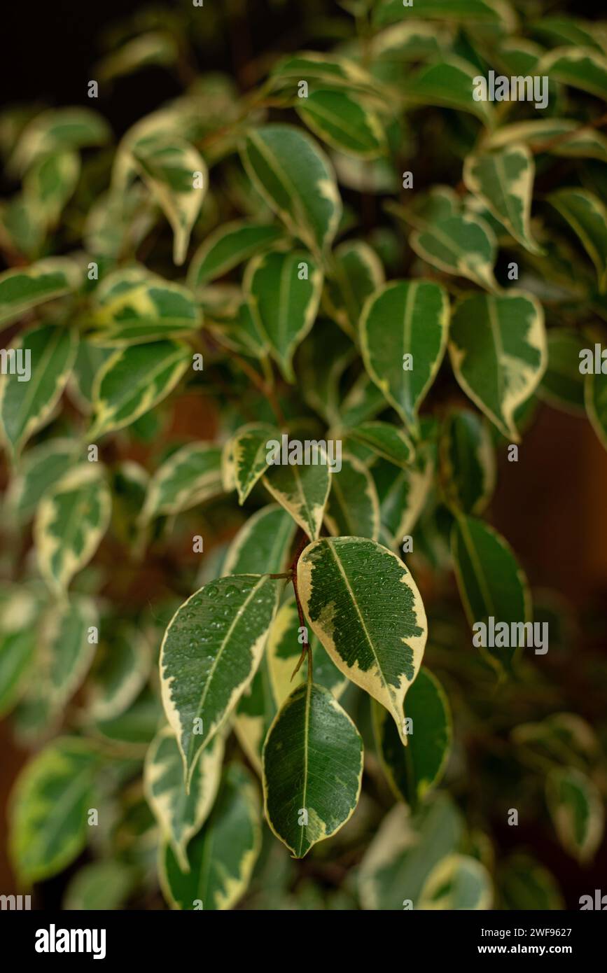 Ficus benjamina Starlight leaves close up Stock Photo - Alamy