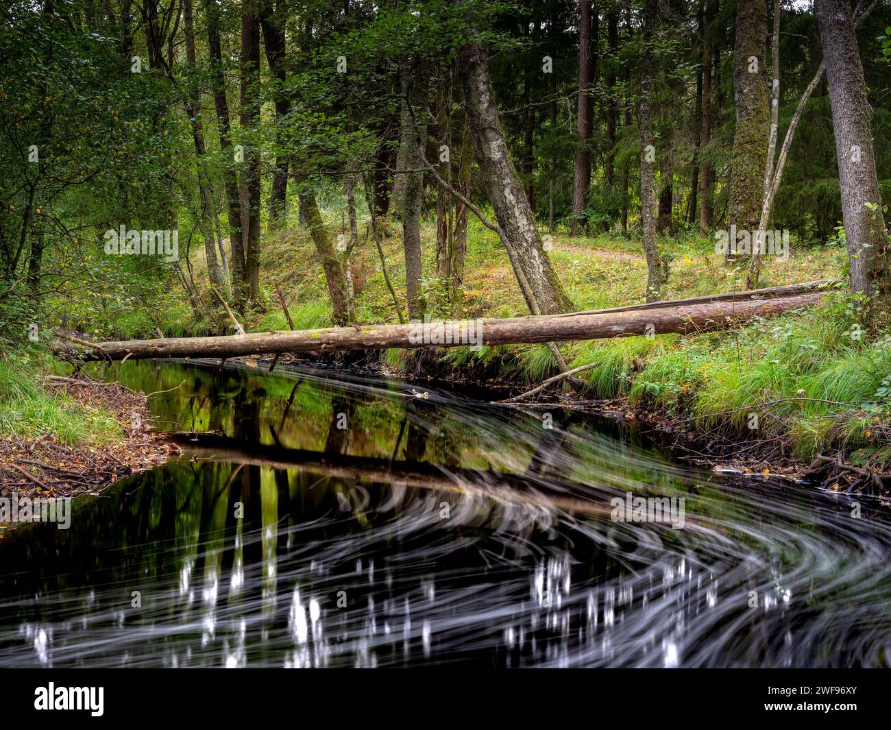 River bend black water in long exposure. Fallen tree and forest. No ...