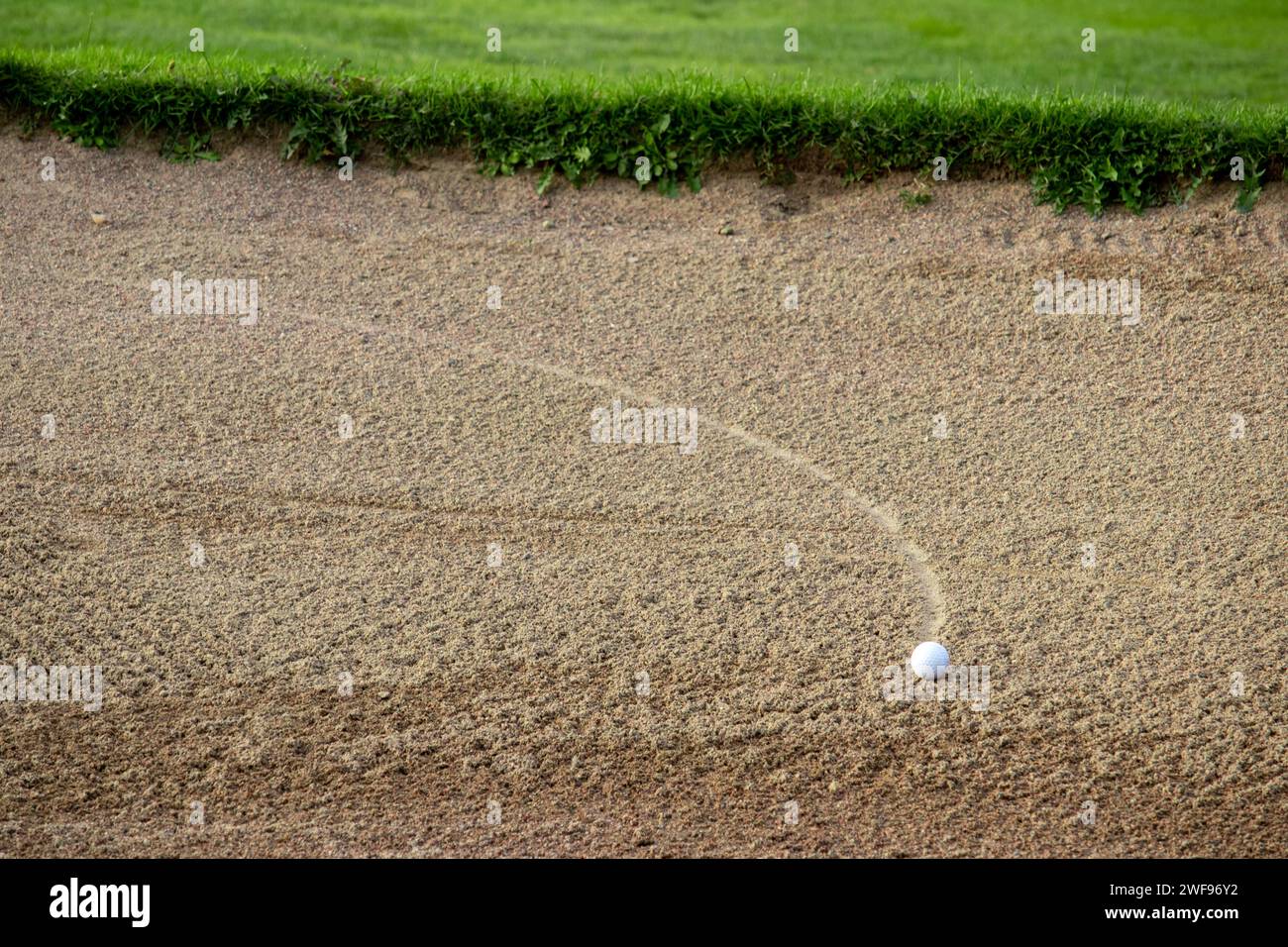 Golf ball lying in a sand bunker with trail in sand Stock Photo - Alamy