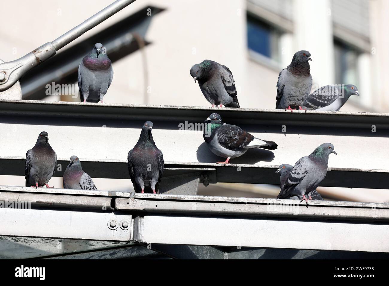 Tauben am ZOB Zentraler Omnibus Bahnhof in der Siegener Innenstadt ...