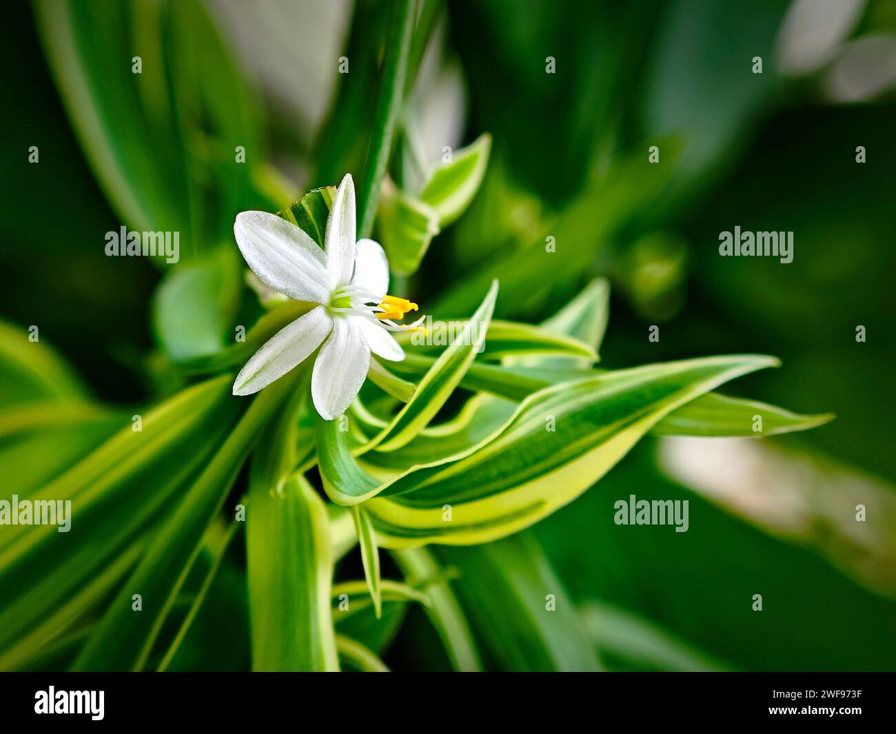 Slender petal hi-res stock photography and images - Alamy