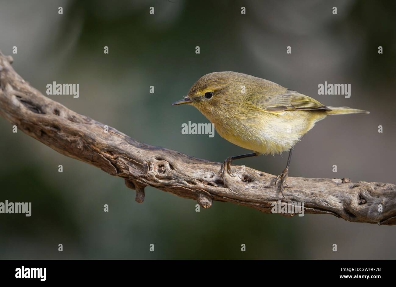 Common chiffchaff, (Phylloscopus collybita) in a garden. Spain Stock ...