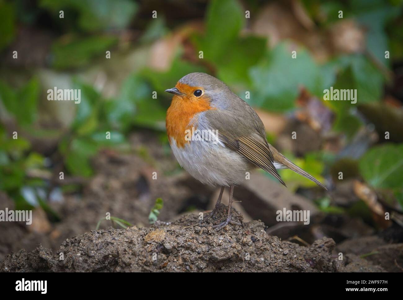 Garden bird insects birds hi-res stock photography and images - Alamy