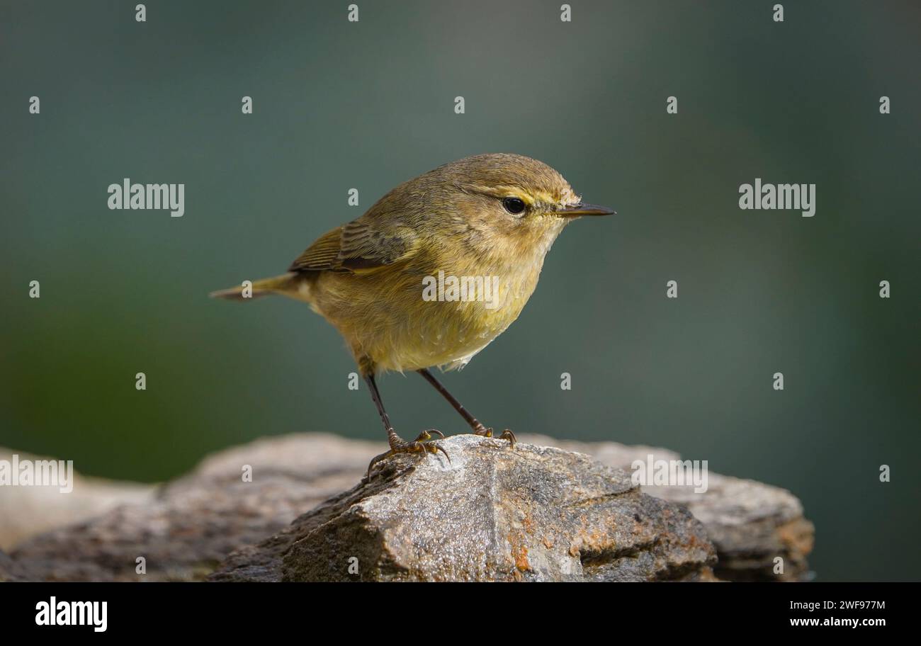 Common chiffchaff, (Phylloscopus collybita) in a garden. Spain Stock ...