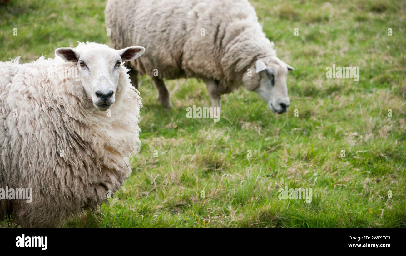 Wooly sheep hi-res stock photography and images - Alamy