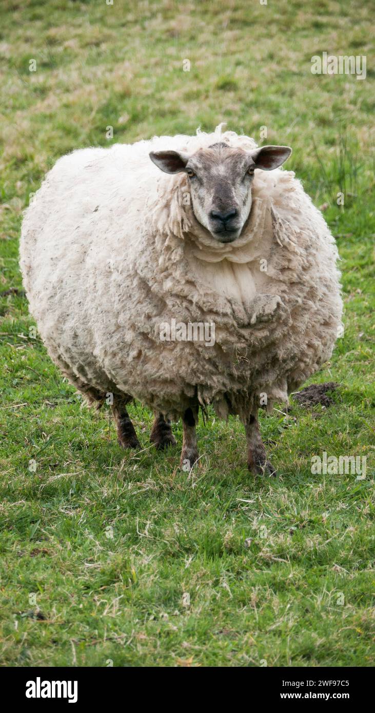 Wooly sheep hi-res stock photography and images - Alamy