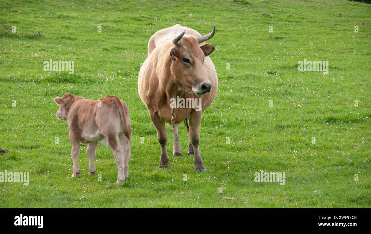 Field and calf cow hi-res stock photography and images - Alamy