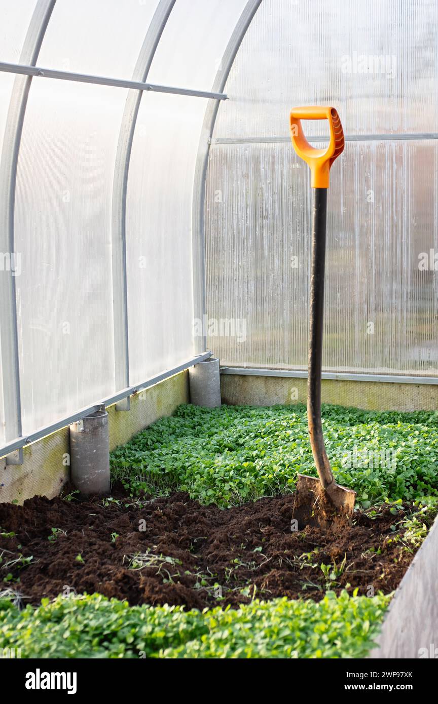 Autumn soil preparation in a greenhouse. Green fertilizers as a concept ...
