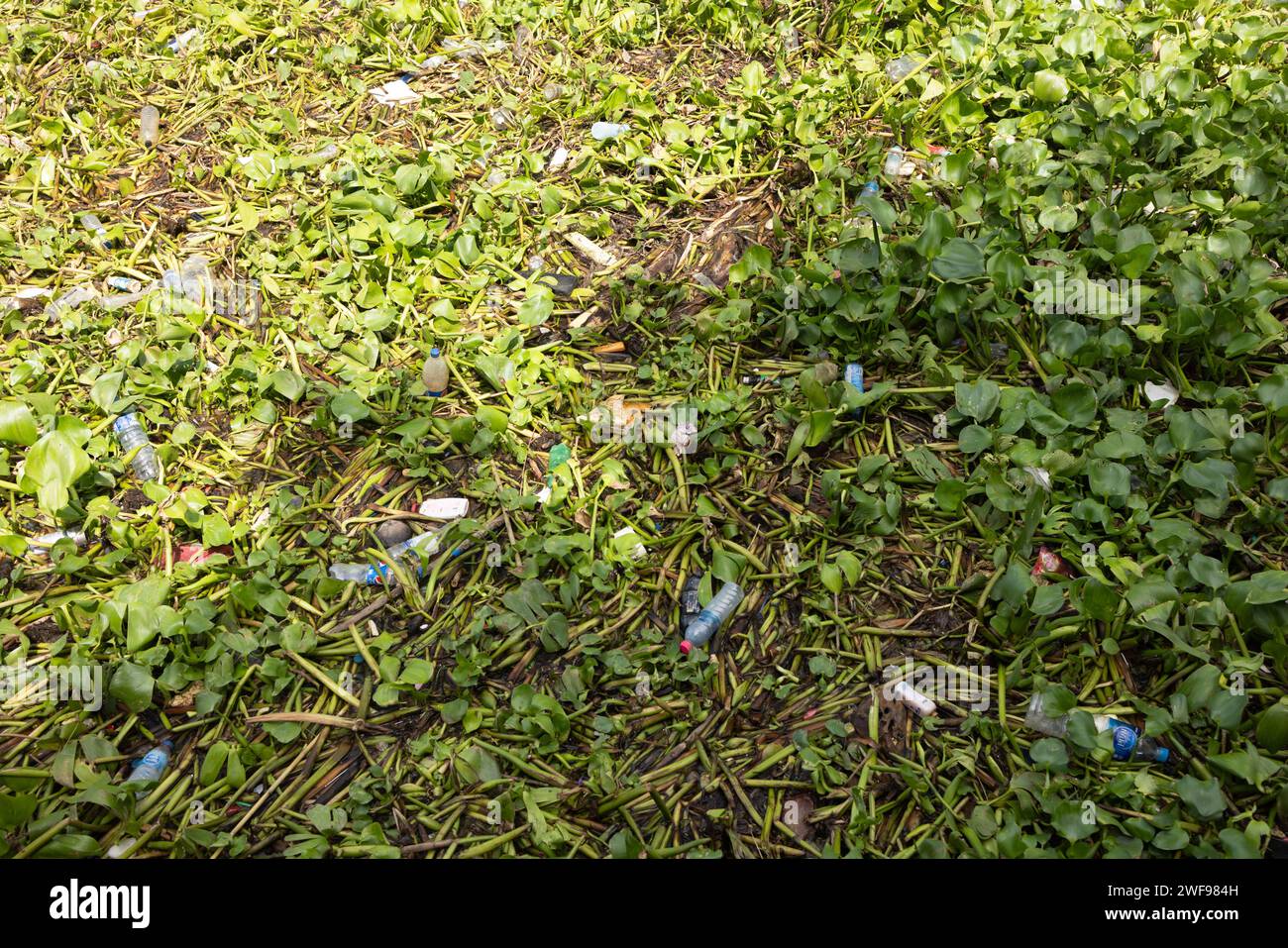 Neat garden patch hi-res stock photography and images - Alamy