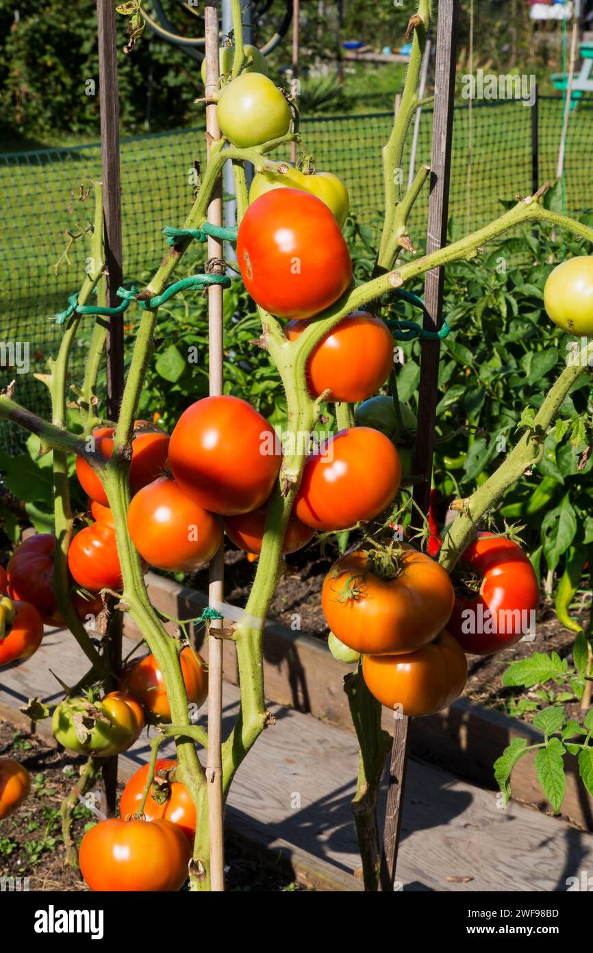 Lycopersicon esculentum - Tomato plant in vegetable garden in summer ...