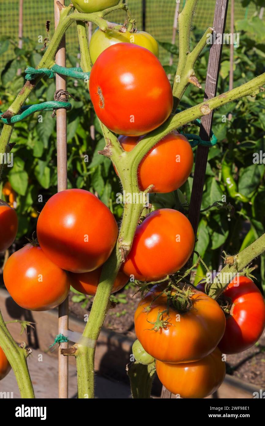 Lycopersicon esculentum - Tomato plant in vegetable garden in summer ...