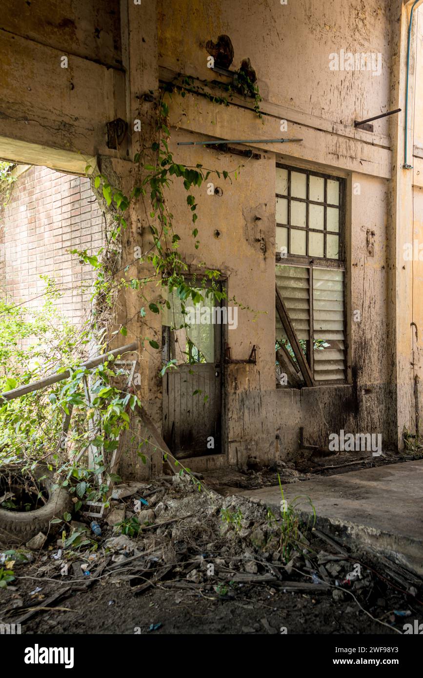 An old run-down building covered in tangled vines, highlighting the ...