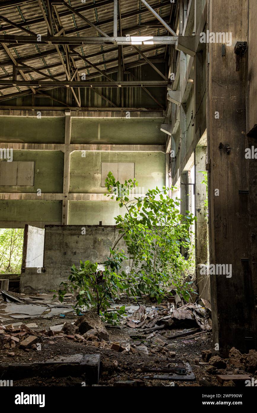 An old building in disrepair with a tree growing out of its roof ...