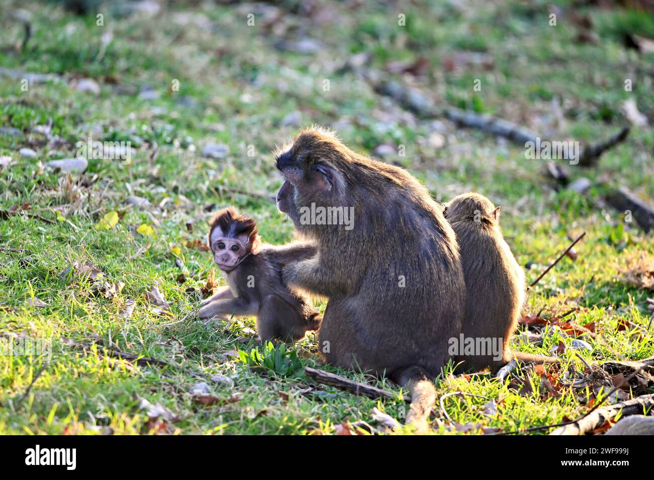 Cynomolgus monkey hi-res stock photography and images - Alamy